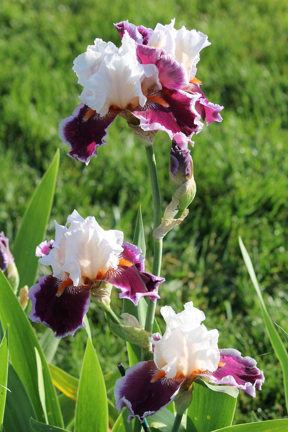 Photo of the bloom of Tall Bearded Iris (Iris 'Crimson Cloud') posted ...