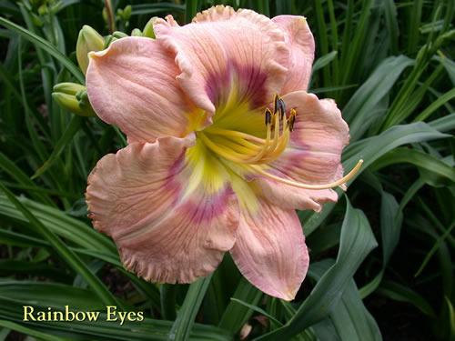 Daylily (Hemerocallis 'Rainbow Eyes') in the Daylilies Database - Garden.org