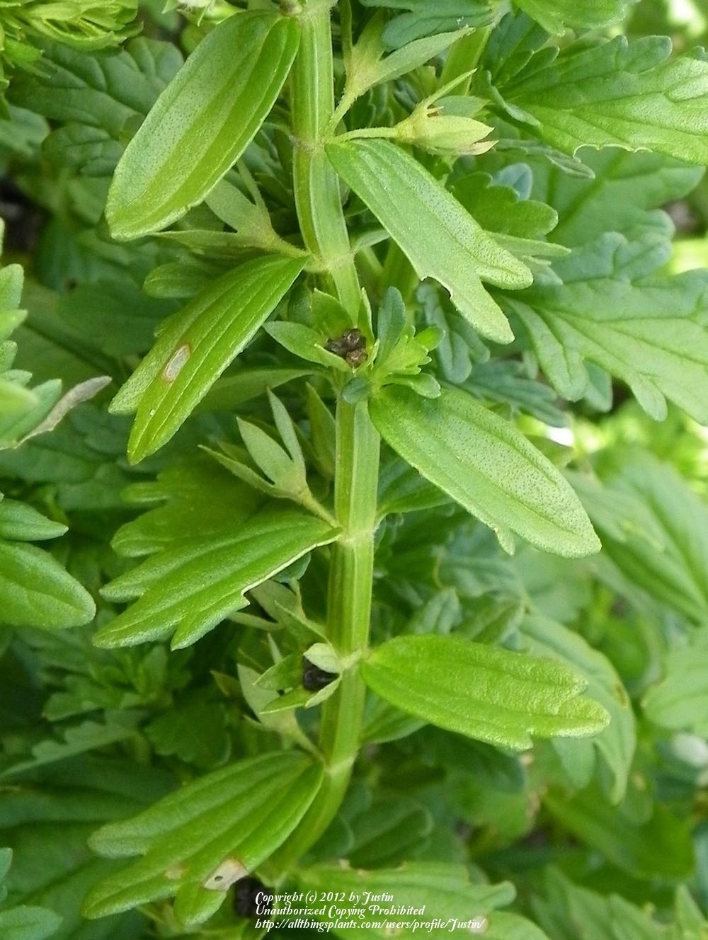 Teucrium genus in the Wildflowers forum - Garden.org