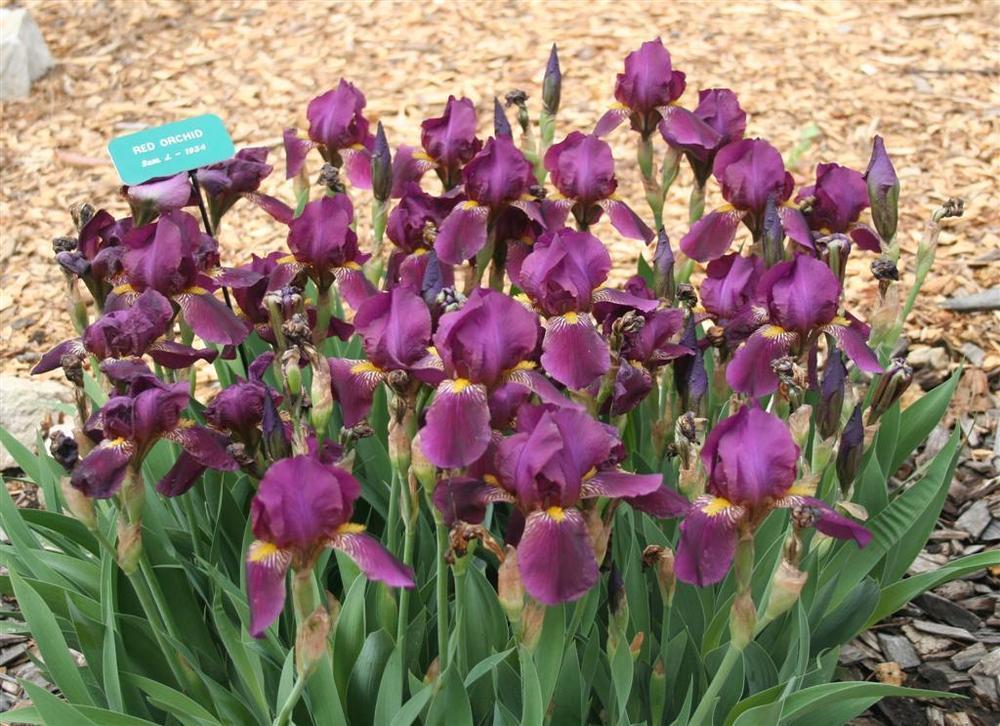 Photo of the bloom of Intermediate Bearded Iris (Iris 'Red Orchid ...