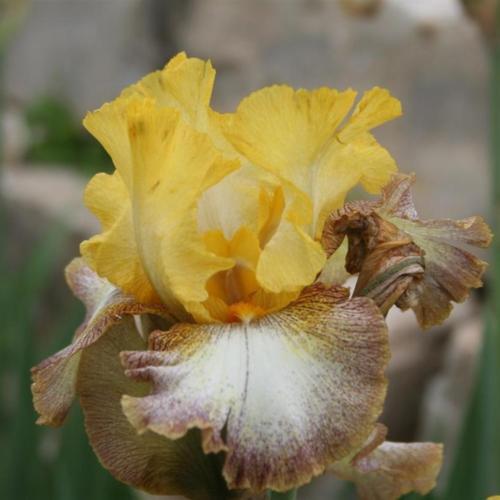 Tall Bearded Iris (Iris 'Barn Dance') in the Irises Database - Garden.org