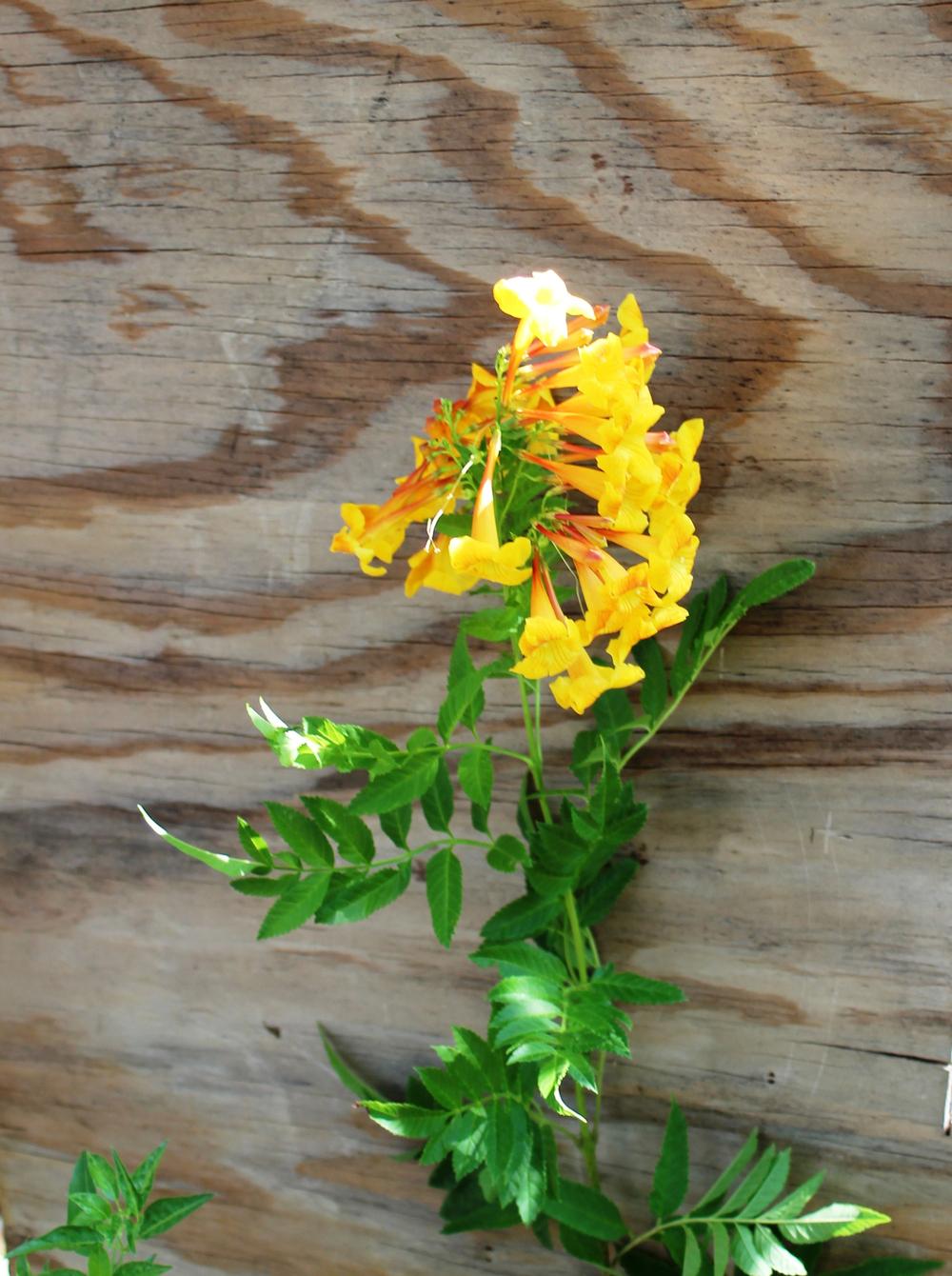 Photo of the entire plant of Orange Esperanza (Tecoma 'Orange Jubilee ...