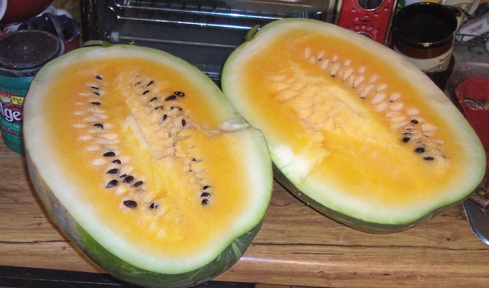 Watermelon (Citrullus lanatus 'Summer Gold') in the Watermelons ...