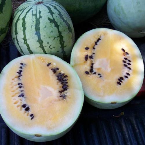 Watermelon (Citrullus lanatus 'Desert King') in the Watermelons ...
