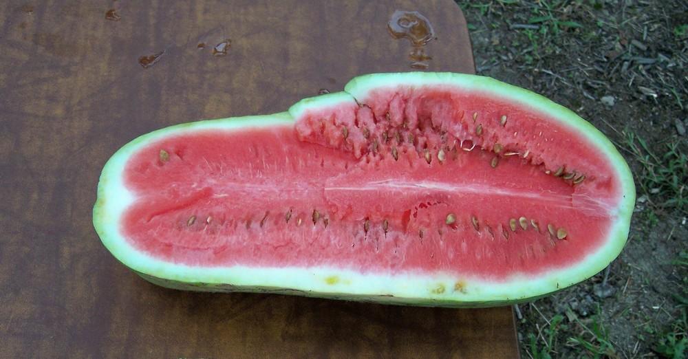 Watermelon (Citrullus lanatus 'Tom Watson') in the Watermelons Database ...