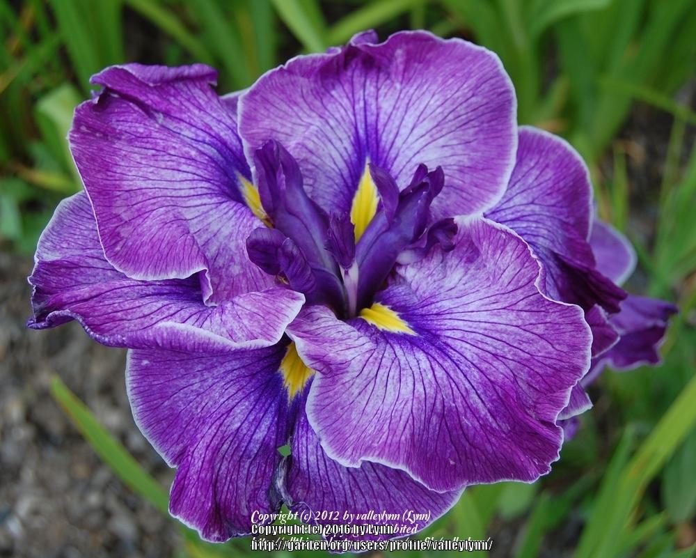 Japanese Iris (Iris ensata 'Celestial Emperor') in the Irises Database ...