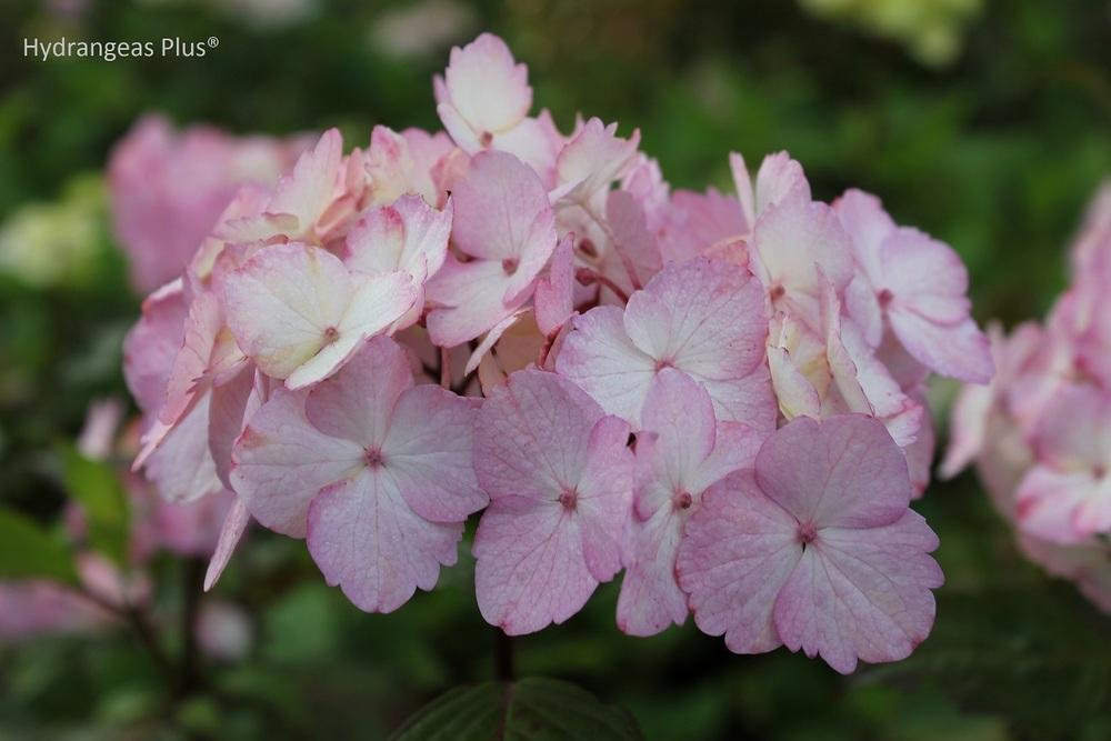 Photo of the bloom of Hybrid Hydrangea (Hydrangea 'Preziosa') posted by ...