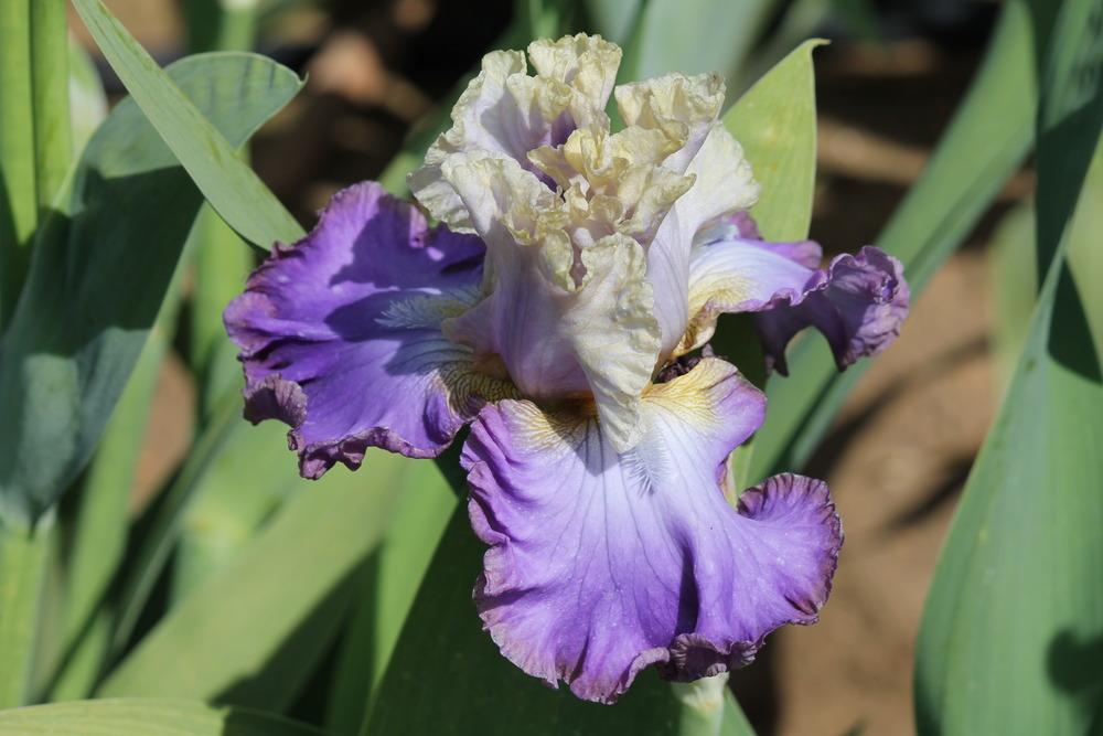 Photo of the bloom of Tall Bearded Iris (Iris 'Tango to the Moonlight') posted by ARUBA1334 ...