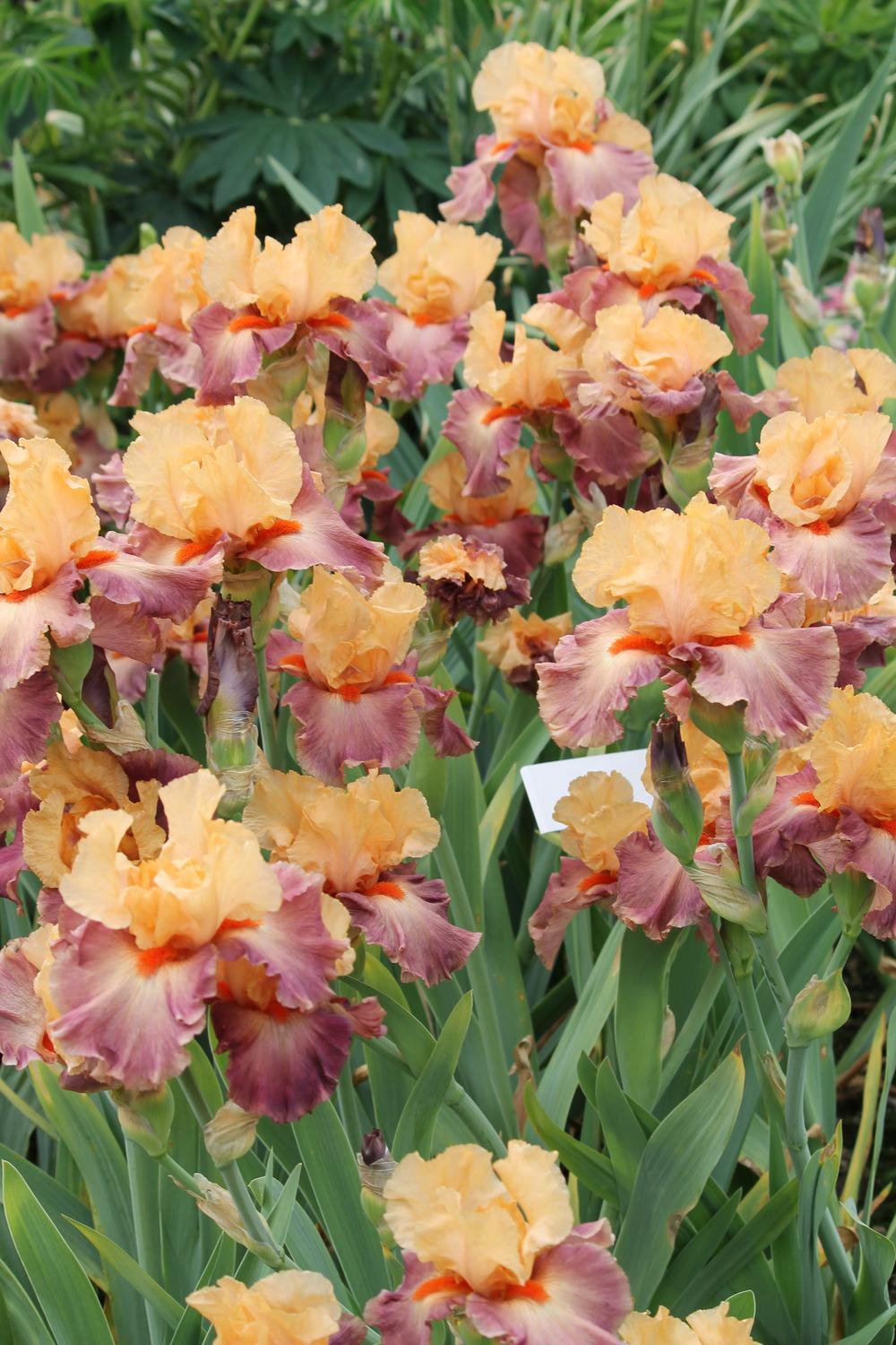 Photo of the bloom of Tall Bearded Iris (Iris 'Rio') posted by ...