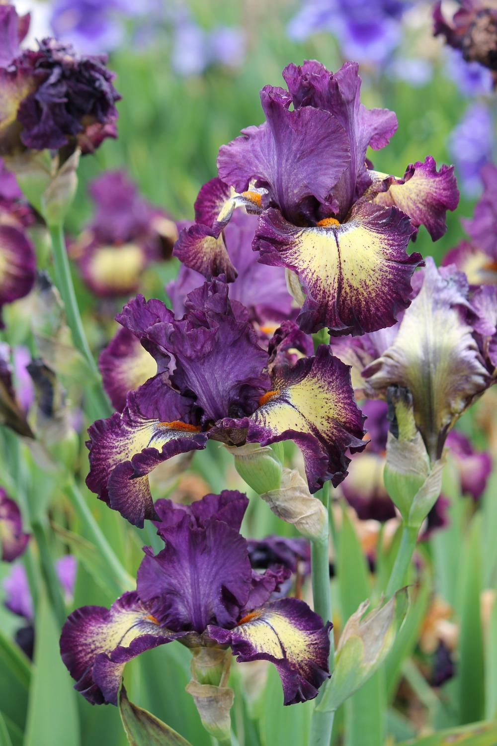 Photo of the bloom of Tall Bearded Iris (Iris 'Out of the Dark') posted ...