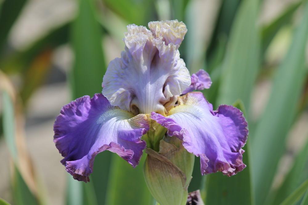 Photo of the bloom of Tall Bearded Iris (Iris 'Tango to the Moonlight') posted by ARUBA1334 ...
