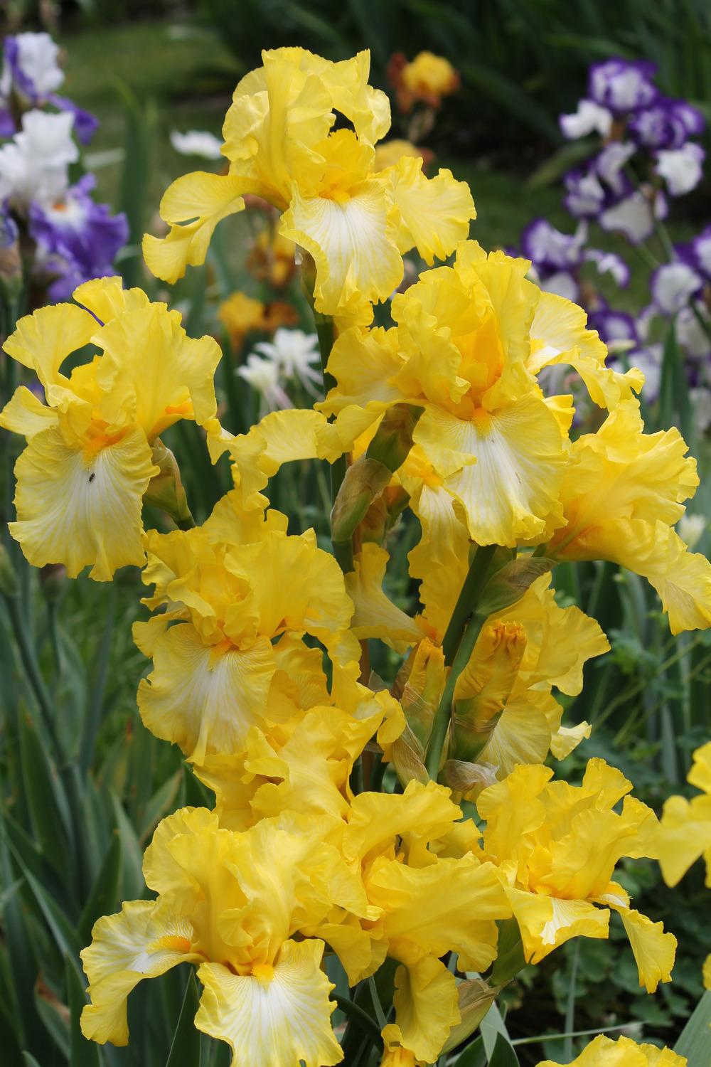 Tall Bearded Iris (Iris 'Magical Moonlight') in the Irises Database ...