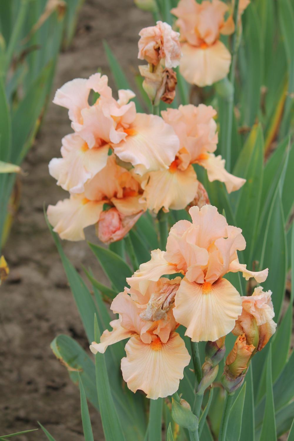 Photo of the bloom of Tall Bearded Iris (Iris 'Coral Splendor') posted ...