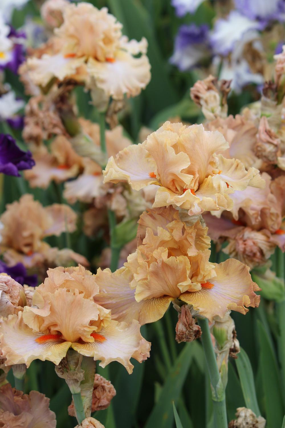 Photo of the bloom of Tall Bearded Iris (Iris 'Totally Tropical ...