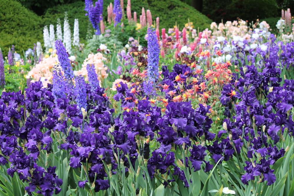 Photo of the bloom of Tall Bearded Iris (Iris 'Dusky Challenger ...