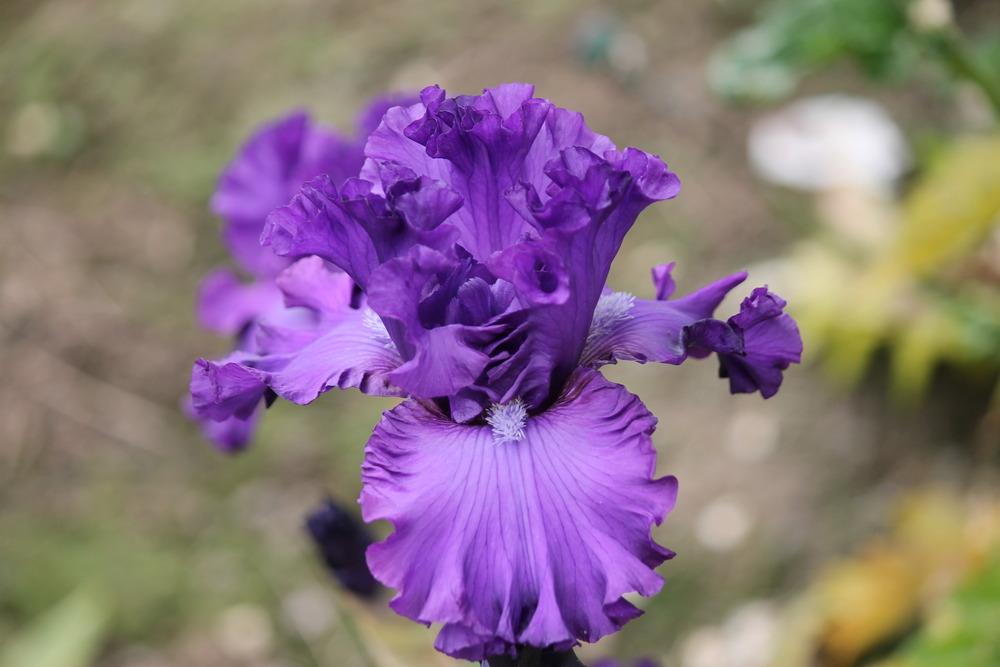 Tall Bearded Iris (Iris 'Perfect Touch') in the Irises Database ...