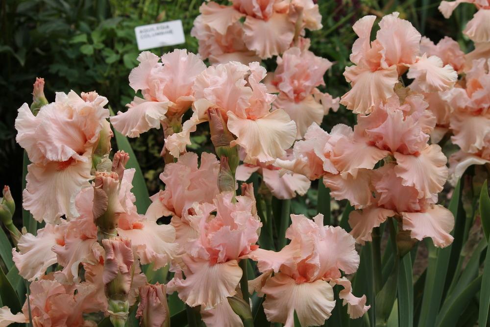 Photo of the bloom of Tall Bearded Iris (Iris 'June Krausse') posted by ...