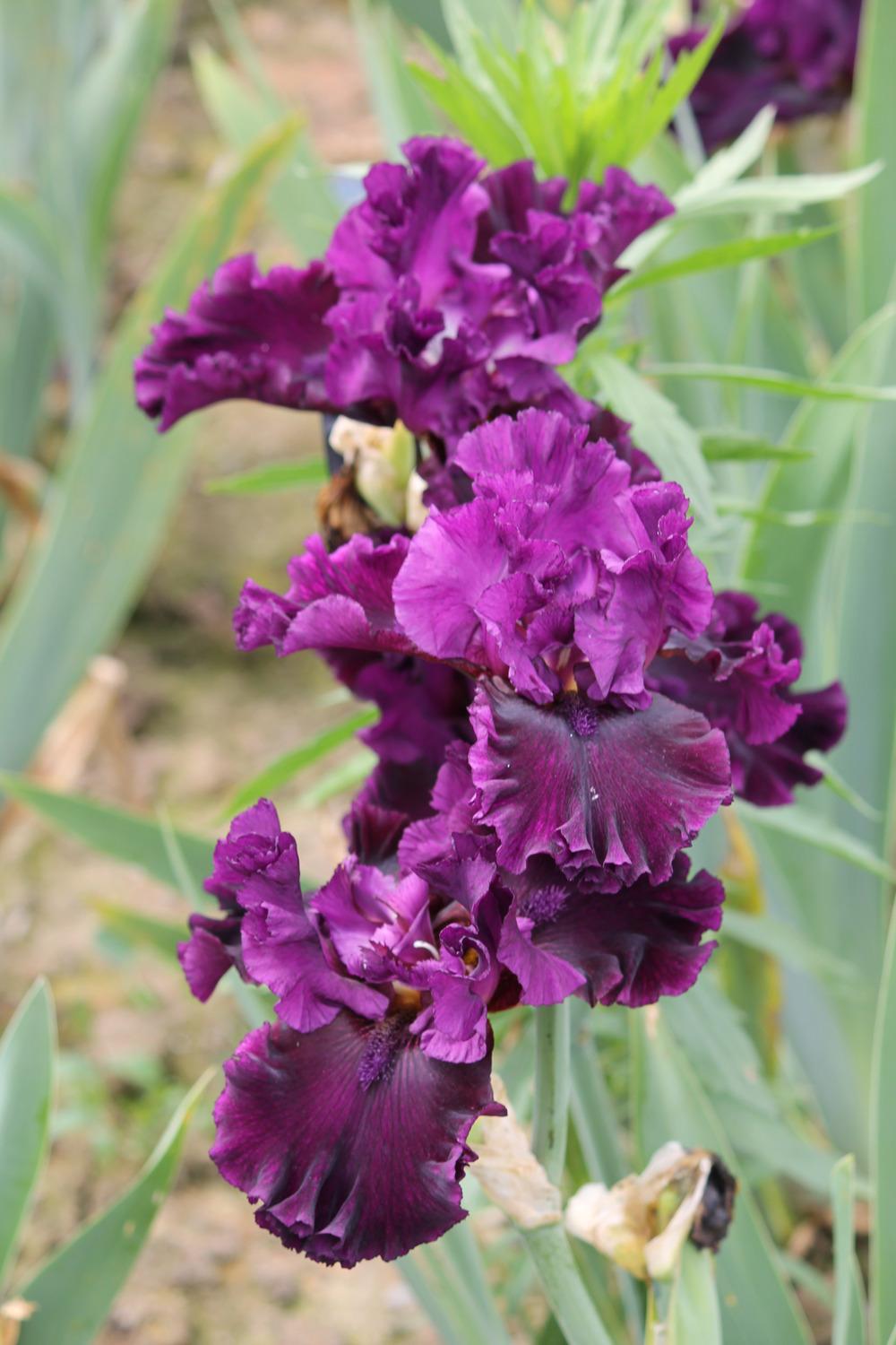 Tall Bearded Iris (Iris 'Power Woman') in the Irises Database - Garden.org