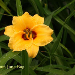 Daylily (Hemerocallis 'Siloam June Bug') in the Daylilies Database ...