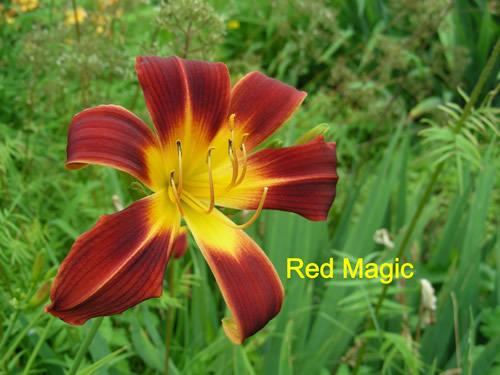 Photo of the bloom of Daylily (Hemerocallis 'Red Magic') posted by Joy ...