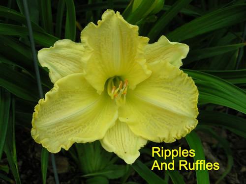 Daylily (Hemerocallis 'Ripples and Ruffles') in the Daylilies Database ...