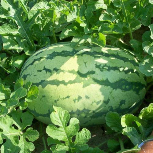 Watermelon (Citrullus lanatus 'Summer Flavor #710') in the Watermelons ...