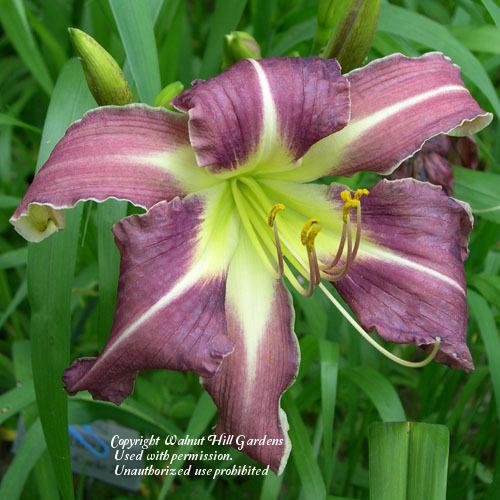 Daylily (Hemerocallis 'Prague') in the Daylilies Database - Garden.org