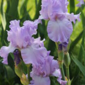 Tall Bearded Iris (Iris 'Mary Frances') in the Irises Database - Garden.org