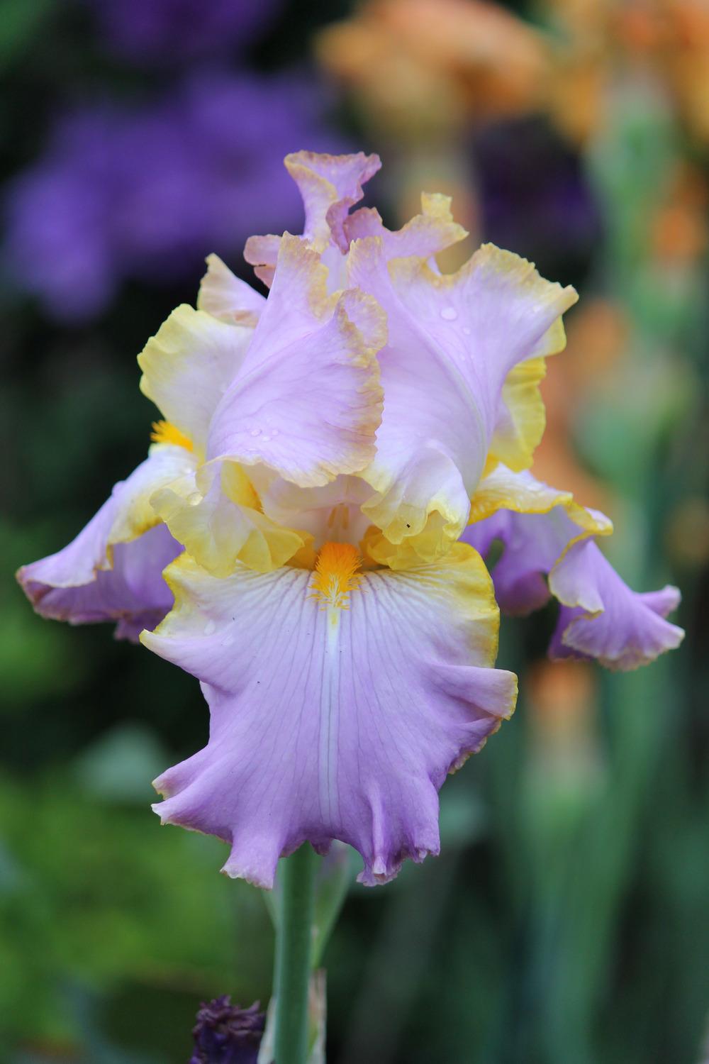 Photo of the bloom of Tall Bearded Iris (Iris 'All About Spring ...