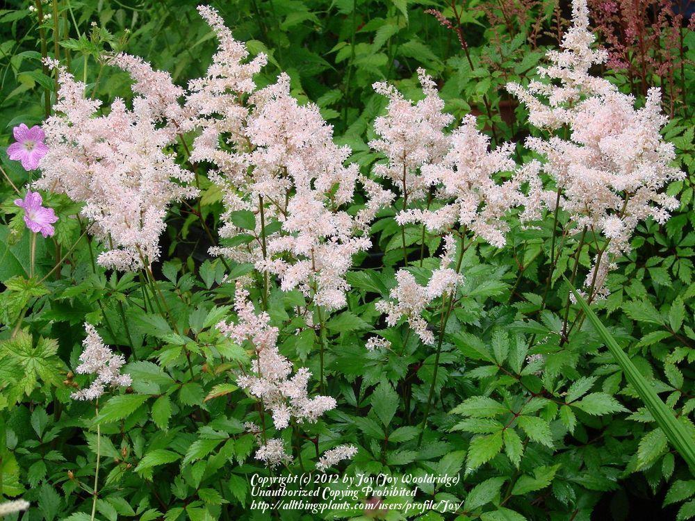 Astilbe 'Erica' in the Astilbes Database - Garden.org
