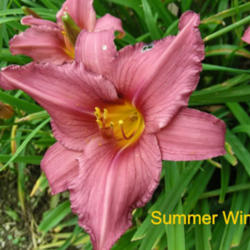Daylily (Hemerocallis 'Summer Wine') in the Daylilies Database - Garden.org