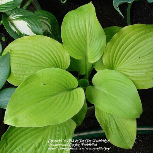 Hosta 'Daybreak' in the Hostas Database - Garden.org