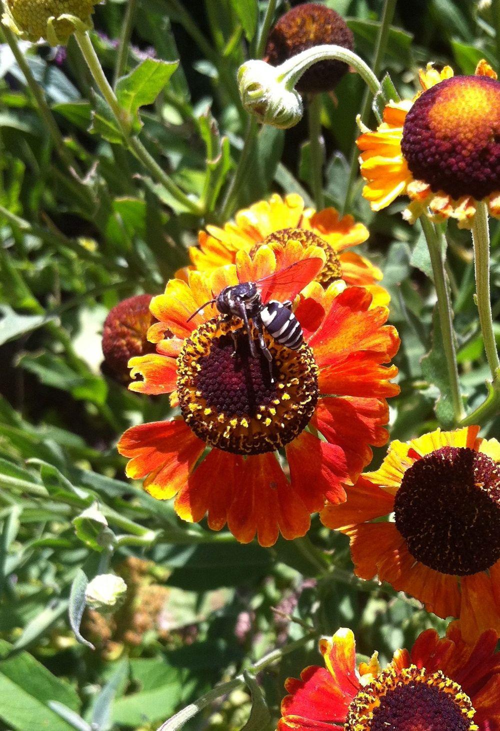 Photo of the bloom of Sneezeweed (Helenium autumnale Mardi Gras) posted ...