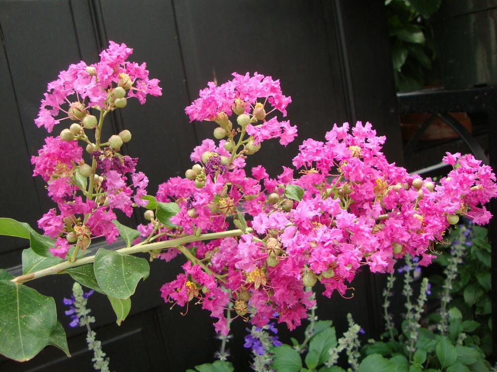 Photo of the bloom of Crepe Myrtle (Lagerstroemia 'Zuni') posted by ...
