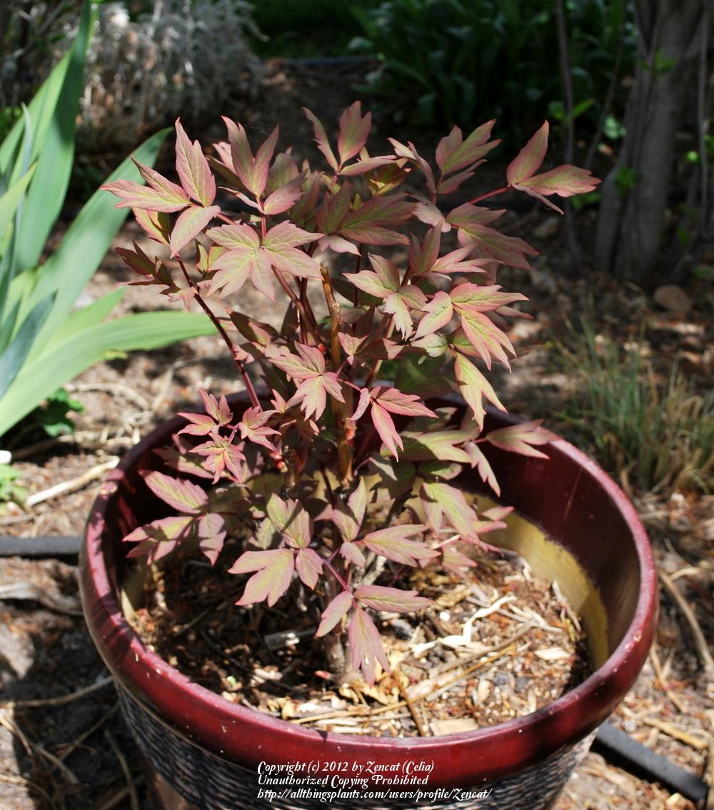 Photo of the entire plant of Japanese Tree Peony (Paeonia x ...