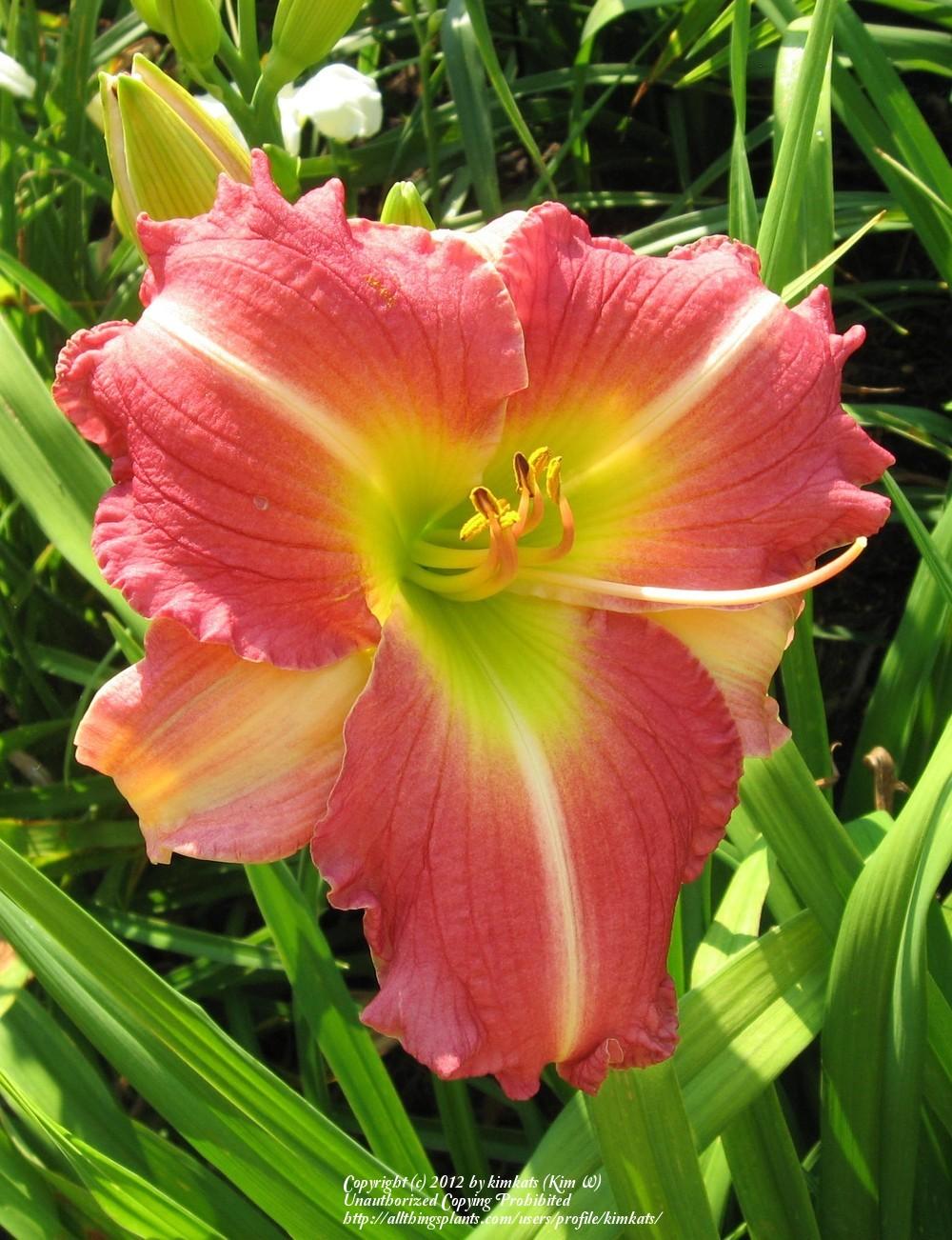 Photo of the bloom of Daylily (Hemerocallis 'Becky Lynn') posted by kimkats - Garden.org