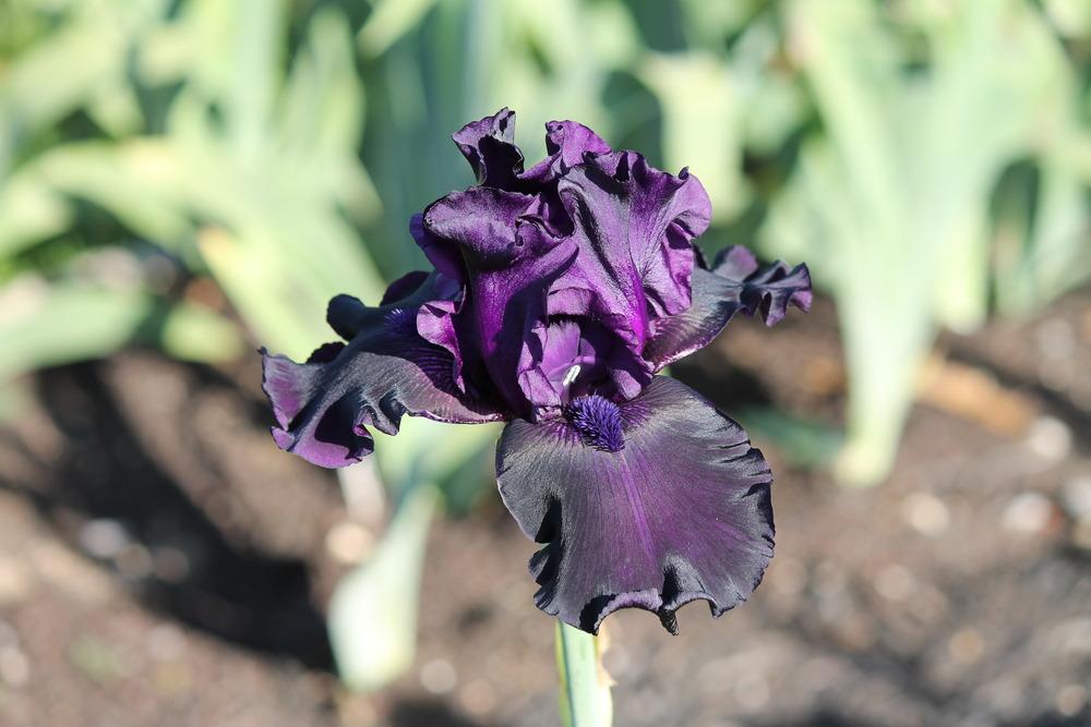 Photo of the bloom of Tall Bearded Iris (Iris 'Ghost Train') posted by ...
