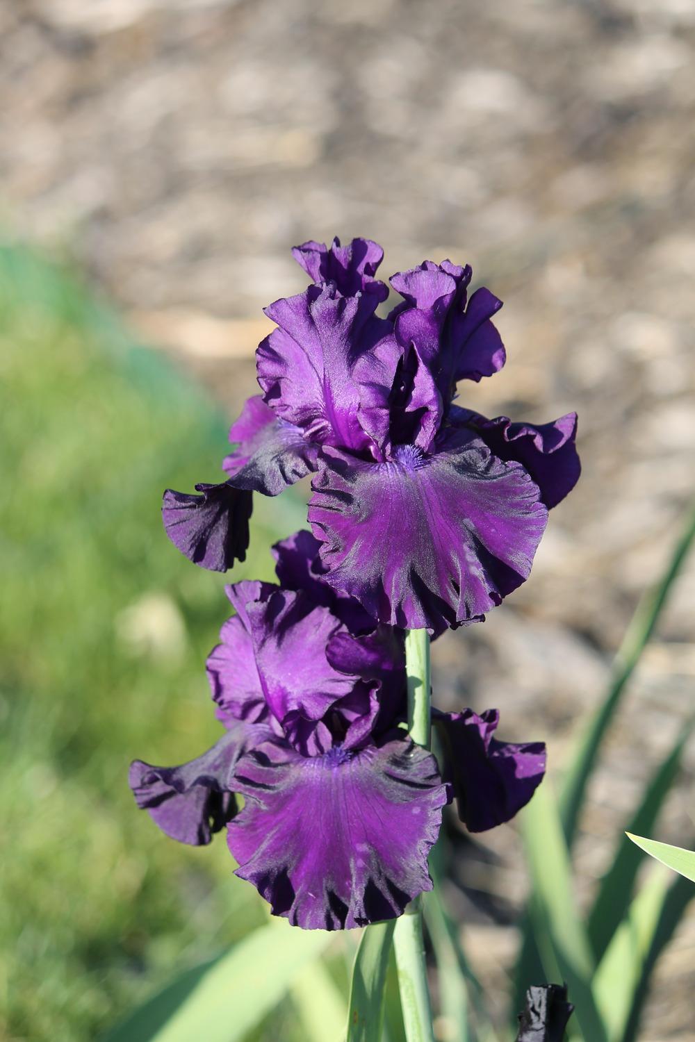 Photo of the bloom of Tall Bearded Iris (Iris 'Perfect Pitch') posted ...