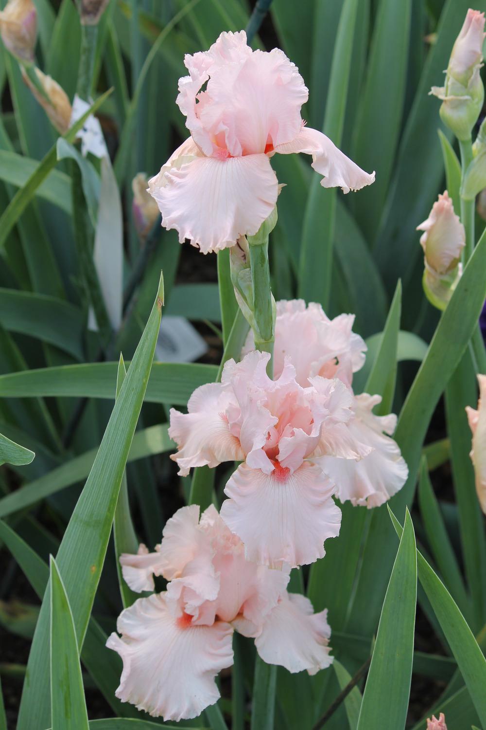 Photo of the bloom of Tall Bearded Iris (Iris 'June Krausse') posted by ...