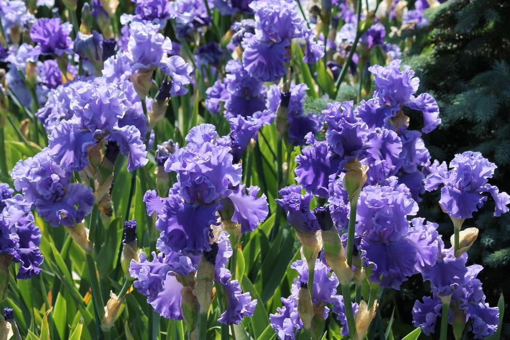 Photo of the bloom of Tall Bearded Iris (Iris 'Sea Power') posted by ...