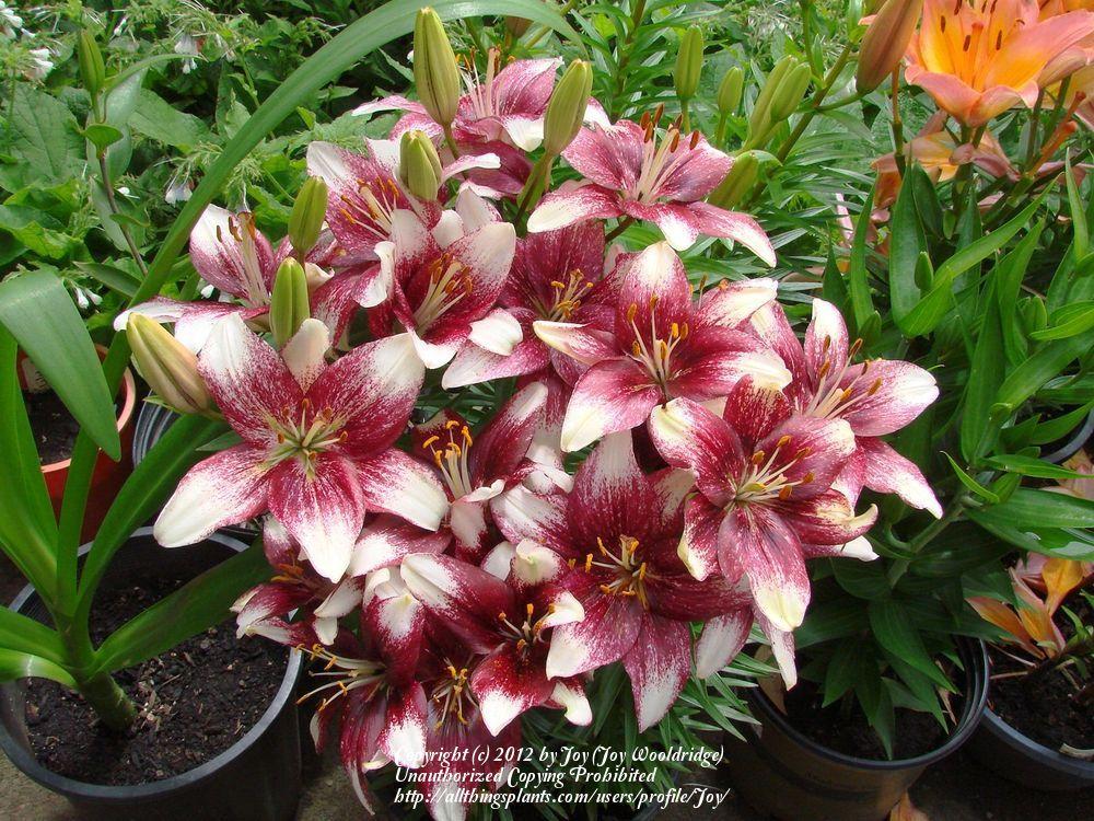 Photo of the bloom of Lily (Lilium 'Push Off') posted by Joy - Garden.org