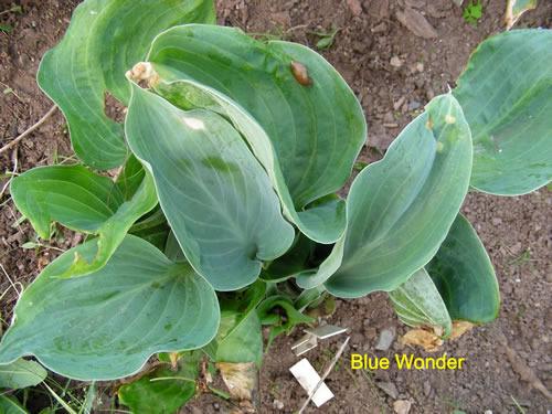 Hosta 'Blue Wonder' in the Hostas Database - Garden.org