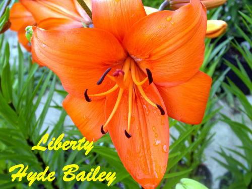 Photo of the bloom of Lily (Lilium 'Liberty Hyde Bailey') posted by Joy ...