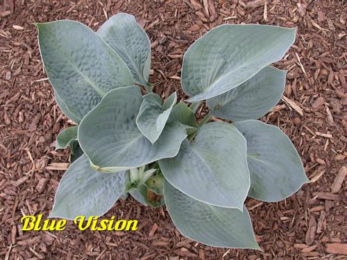 Photo of the leaves of Hosta 'Blue Vision' posted by Joy - Garden.org