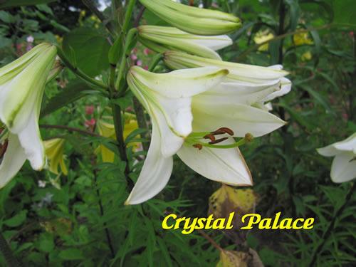 Lily (Lilium 'Crystal Palace') in the Lilies Database - Garden.org
