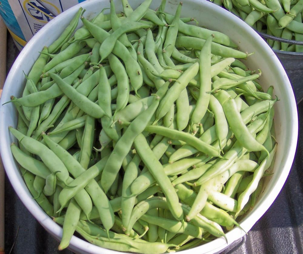 Snap Bean (String (Phaseolus vulgaris 'State White Half Runner') in the ...