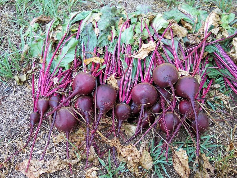 Beets: Plant Care and Collection of Varieties - Garden.org