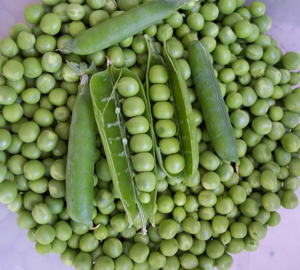 English Pea (Lathyrus oleraceus 'Dakota') in the Peas Database - Garden.org