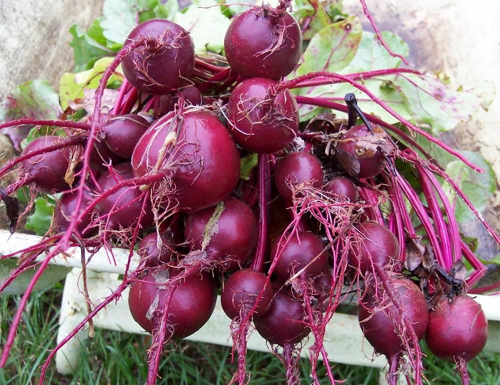 Beet (Beta vulgaris 'Merlin') in the Beets Database - Garden.org