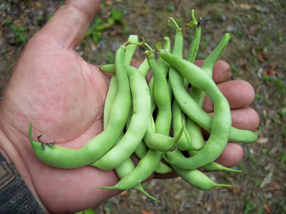 Snap Bean (String (Phaseolus vulgaris 'Giant Stringless') in the Beans ...